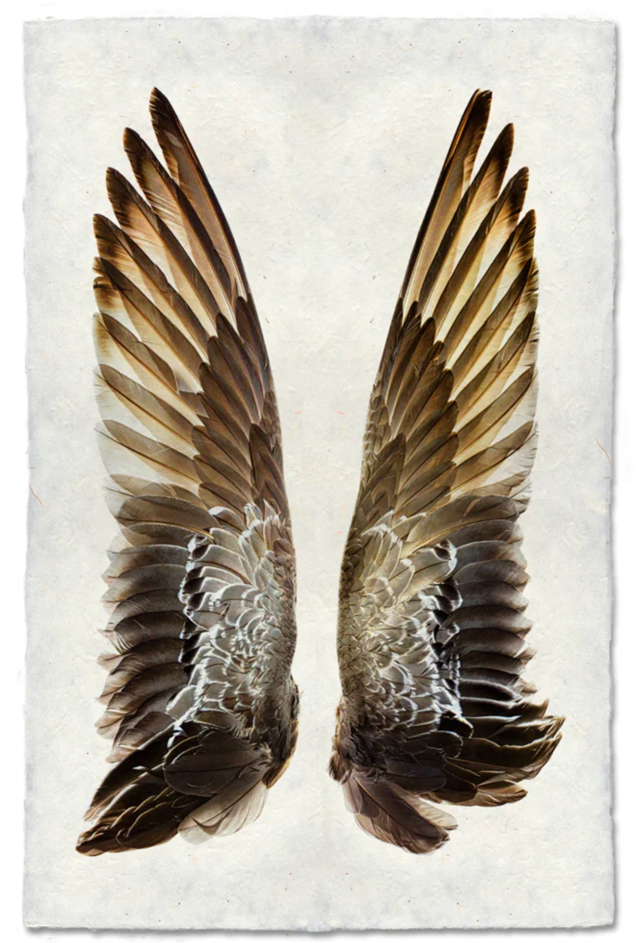 Gadwall Duck Wings – SHALLA WISTA STUDIO