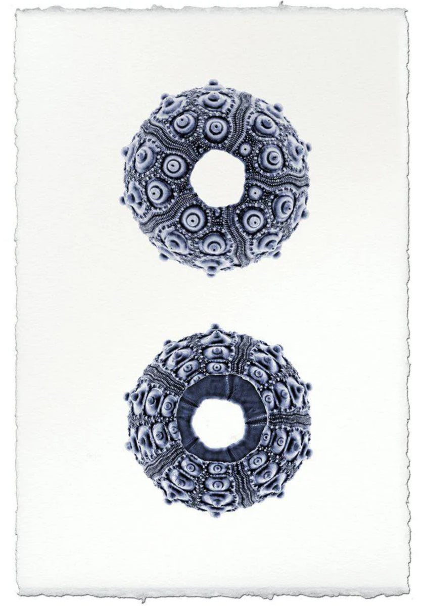 Imperial Urchin – SHALLA WISTA STUDIO